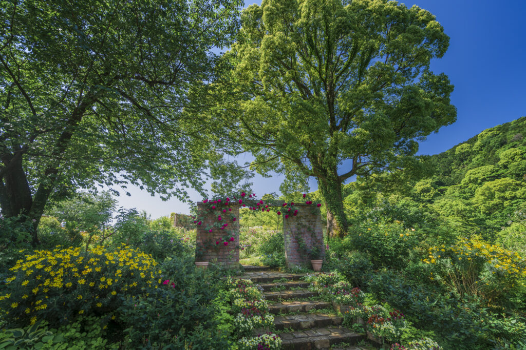 ACAO FORESTの魅力を徹底解説！料金・割引チケット・アクセス方法も紹介