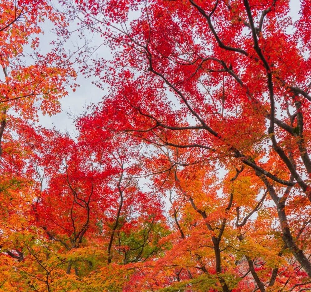 MOA美術館の見どころ7選！季節ごとの楽しみ方も解説