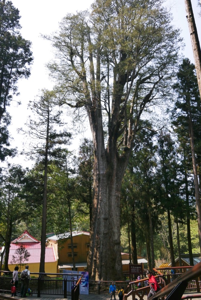 【台湾】阿里山の大自然を満喫！ツアー体験レポ