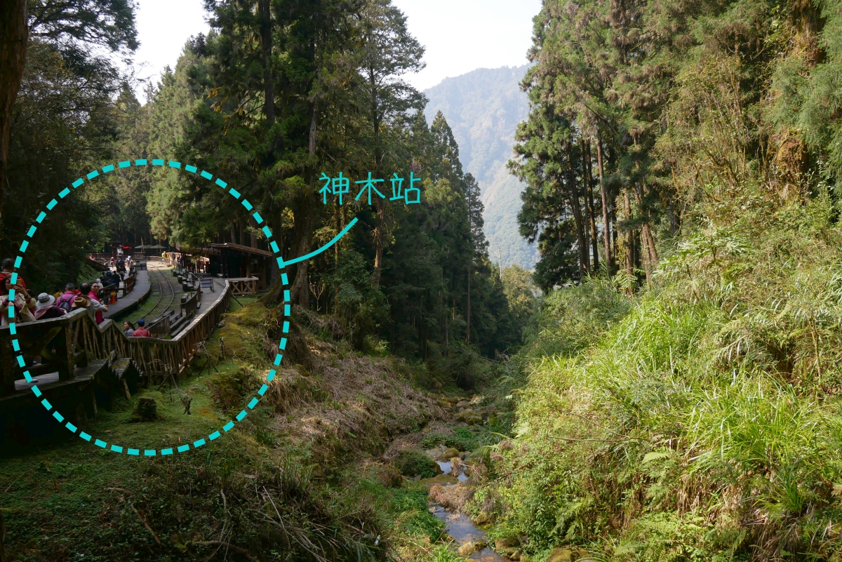 【台湾】阿里山の大自然を満喫！ツアー体験レポ