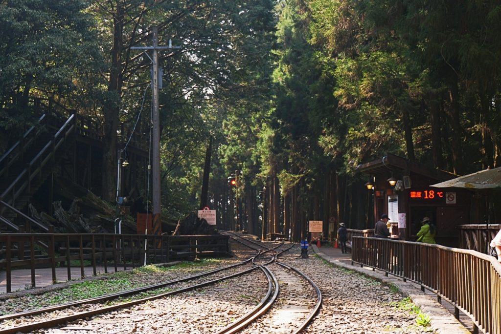 【台湾】阿里山の大自然を満喫！ツアー体験レポ