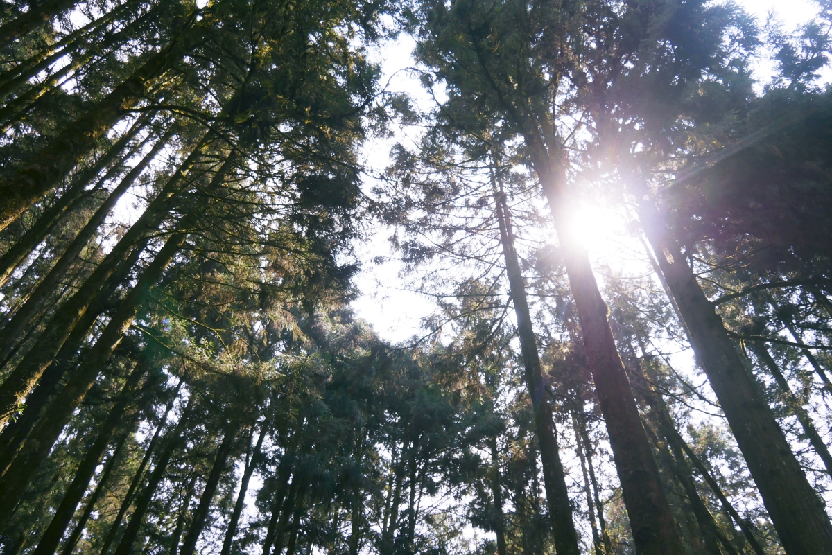【台湾】阿里山の大自然を満喫！ツアー体験レポ