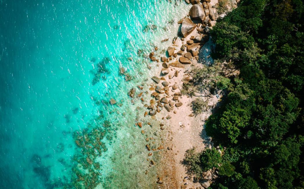 【2025】オーストラリアでコアラを抱っこできる動物園8選！生態系や習性も解説