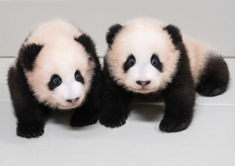 【2025】韓国のエバーランドを徹底ガイド！チケットやアクセスも紹介