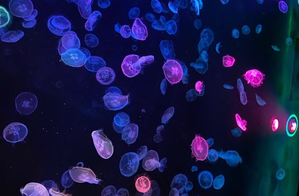 スカイツリーは予約必要？予約なしでもOK！事前予約で混雑回避＆割引も