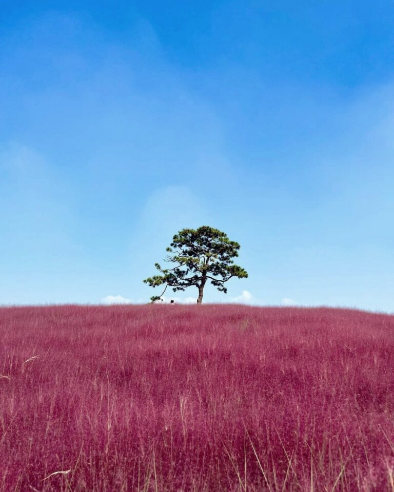 10월 놓치면 내년! 핑크뮬리 시기, 명소 총정리 - KKday Korea 공식 블로그