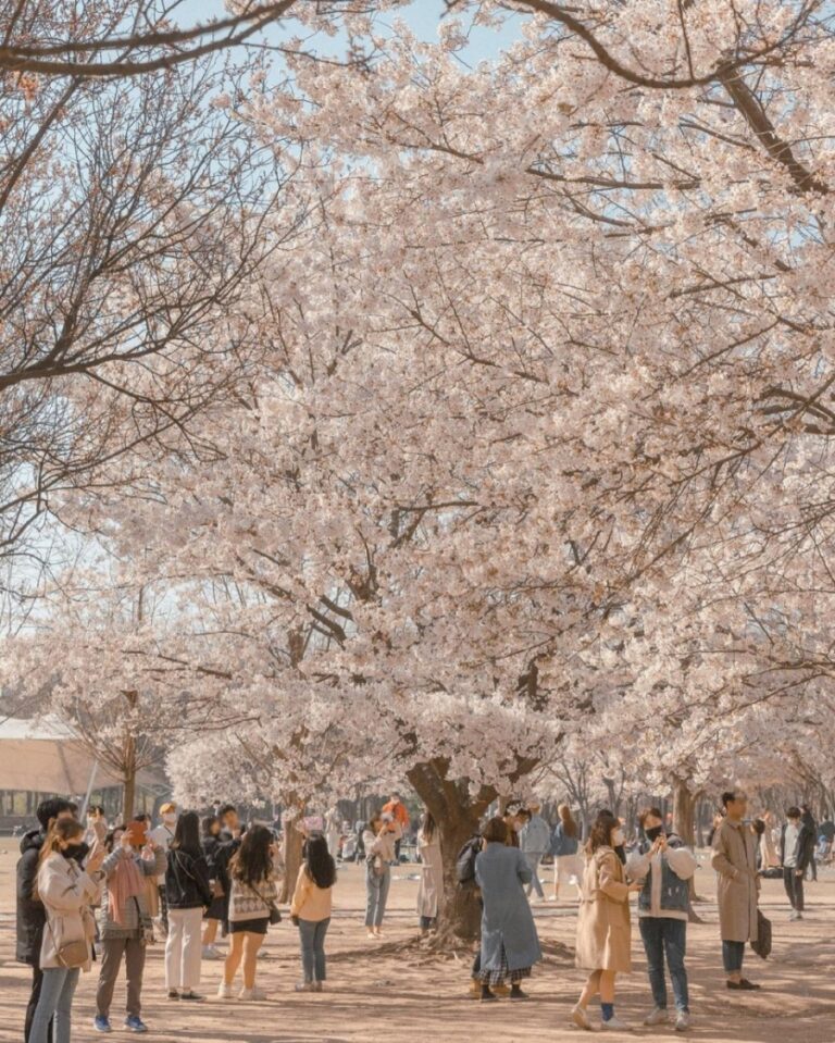 2025 서울 벚꽃 명소 BEST 7 - KKday Korea 공식 블로그