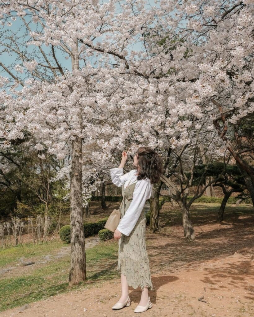 2025 서울 벚꽃 명소 BEST 7 - KKday Korea 공식 블로그