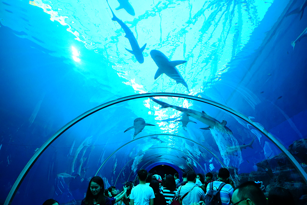 เที่ยวเกาะเซ็นโตซ่า (Sentosa) สิงคโปร์ ความสนุกที่เหมาะกับทุกคน - KKday ...
