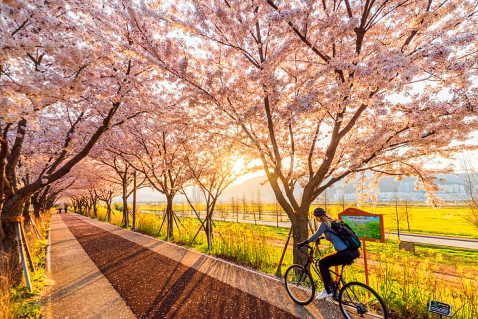 ซากุระในเกาหลี 2023 ชี้พิกัดถ่ายรูปสวยจึ้งแบบตะโกนนน!