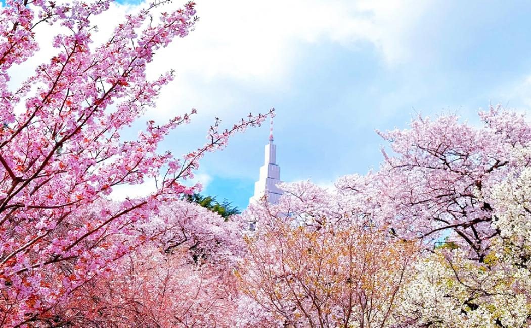 อัปเดต 7 จุดชมซากุระโตเกียว 2025 เดินเล่นชิลล์ๆ ชมวิวเมืองหลวงสีชมพู ...