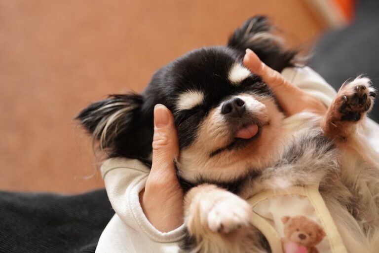 【日本】5間必去大阪動物Cafe｜12種小動物輪流當值、貓頭鷹Cafe、小鳥Cafe