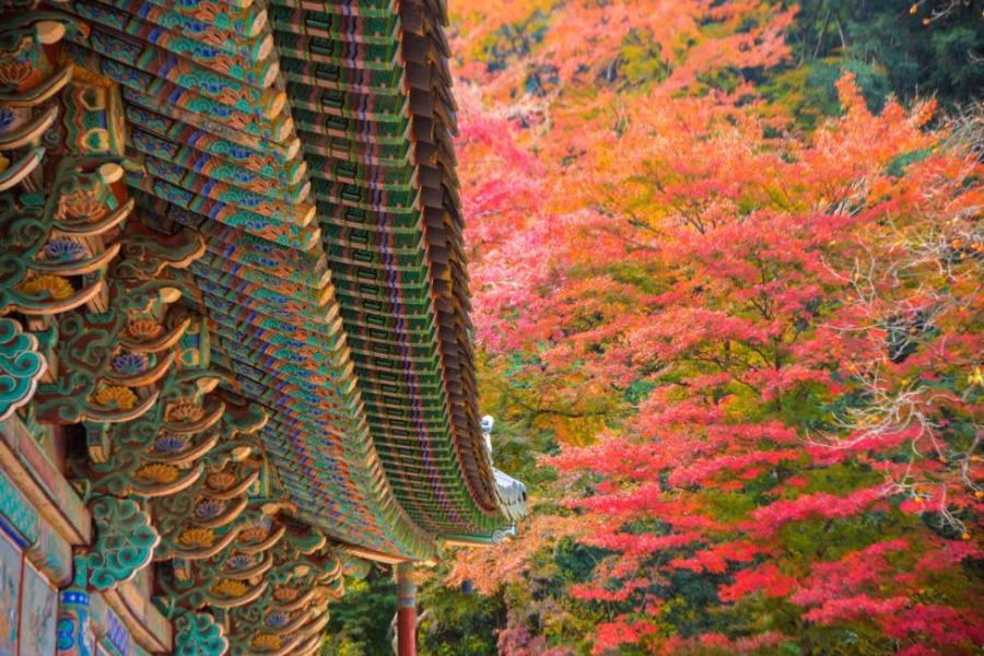 Busan Autumn Foliage Viewing Spots 2024: Locations and Tours - KKday Blog