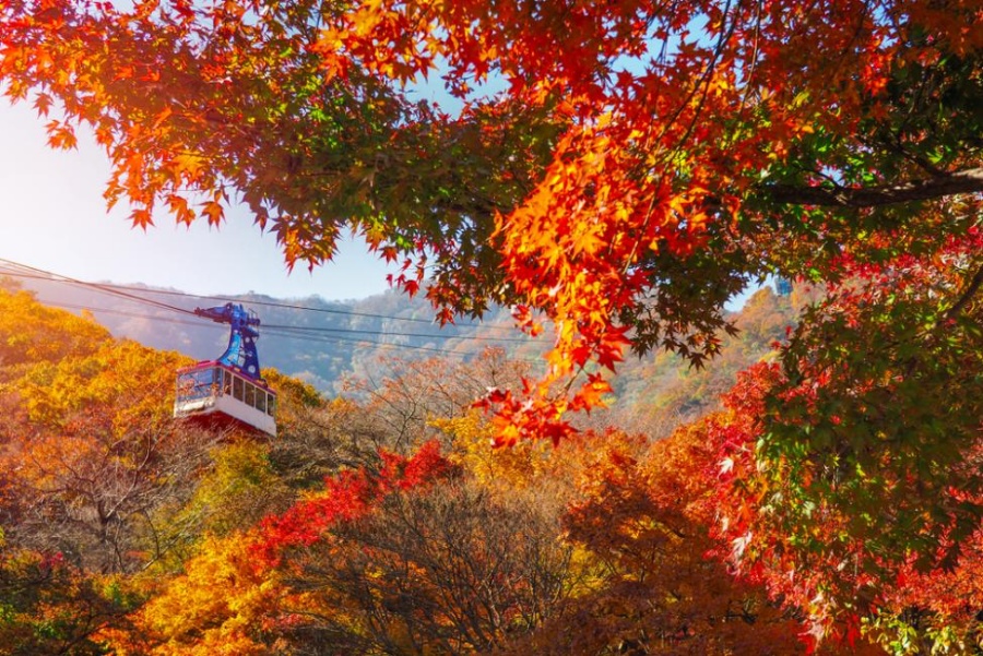 Busan Autumn Foliage Viewing Spots 2024: Locations and Tours - KKday Blog