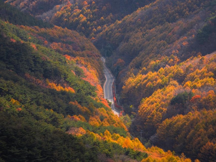 Busan Autumn Foliage Viewing Spots 2024: Locations and Tours - KKday Blog