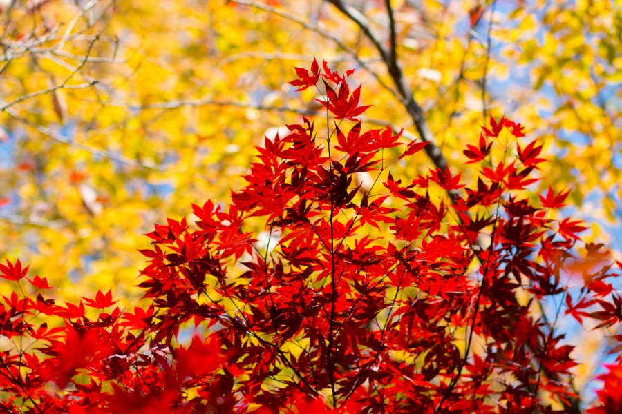 Busan Autumn Foliage Viewing Spots 2024: Locations and Tours - KKday Blog